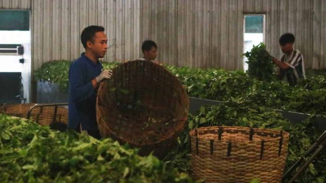 Kebun Teh Tambi, Wonosobo: Perbedaan Teh Hitam dan Teh Hijau...